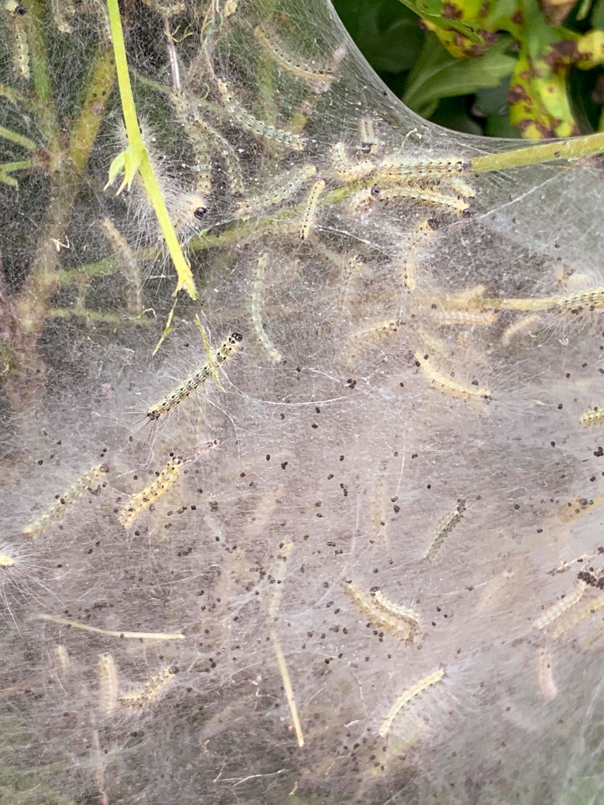 Fall Webworms - Sox & Freeman