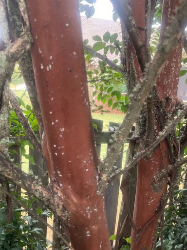 Crepe Myrtle Bark Scale 101 - Sox & Freeman