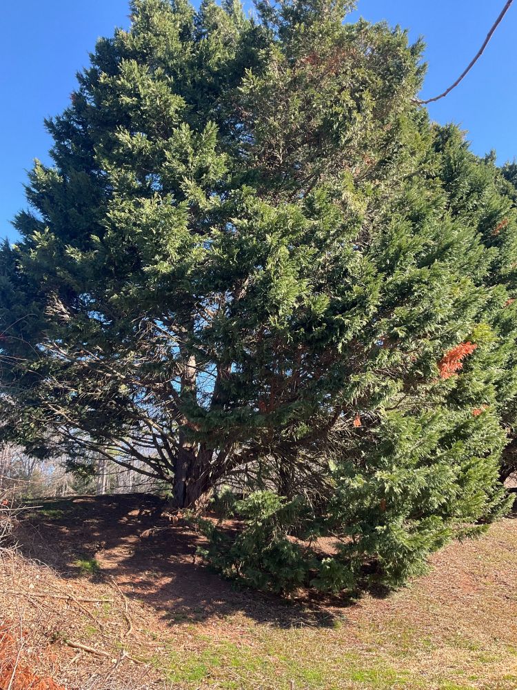 Protecting Your Leyland Cypress: Common Diseases and How to Treat Them ...